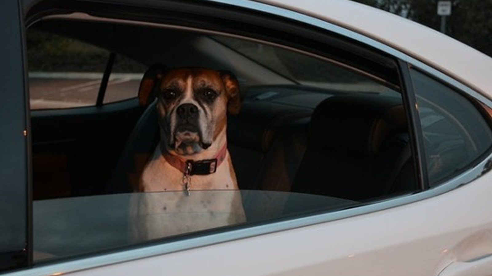 7 Dogs Enjoying Their Favorite Lexus | Clublexus
