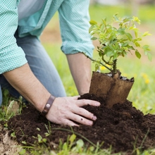 10 Hardy vines you should know - Dave's Garden