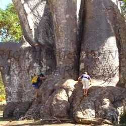 The Baobab Tree - Dave's Garden