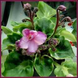 Growing African Violets for Foliage: Variegated African Violet Plants ...