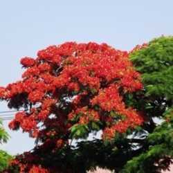Flamboyant Tree: The Flamenco Dancers of the Tree World - Dave's Garden