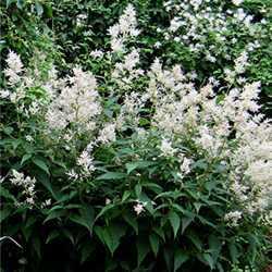 Polygonum pensylvanicum: Smartweed - Dave's Garden