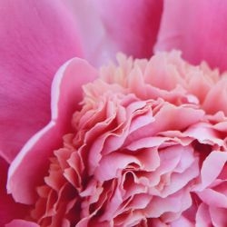 Flamboyant Tree: The Flamenco Dancers of the Tree World - Dave's Garden