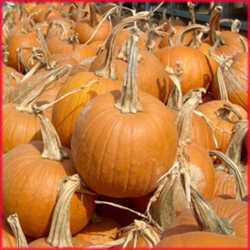 Would a Pumpkin By Any Other Name Taste as Sweet? - Dave's Garden