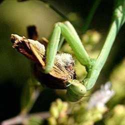 Praying Mantises in the Yard - Dave's Garden