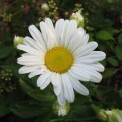Growing Daisies in the Perennial Garden - Dave's Garden