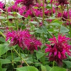 Canadian Bred Roses: The Explorers and Parklands - Dave's Garden