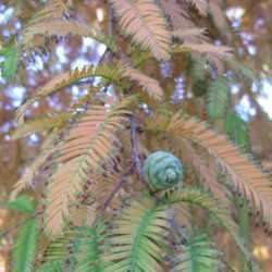 The Giant Sequoia - Dave's Garden