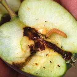 Protecting Your Fruit Trees From Winter Moths - Dave's Garden