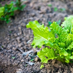 How to Tell if Your Soil Is Nutrient Depleted - Dave's Garden