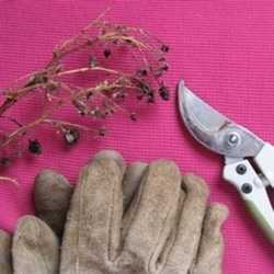 Okay, so you have raspberries, blackberries or other brambles... How do ...