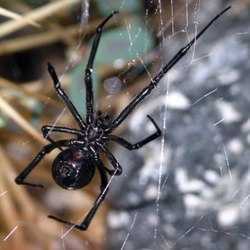 Common Outdoor Spiders: Know Them, Love Them - Dave's Garden