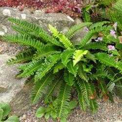 Ferns for Sunny Locations - Dave's Garden