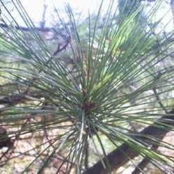 Small nut trees in the Home Fruit and Nut Garden - Dave's Garden