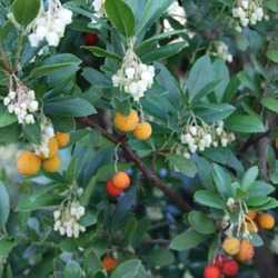 Sparkleberry - Dave's Garden