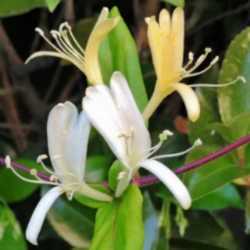 Flamboyant Tree: The Flamenco Dancers of the Tree World - Dave's Garden