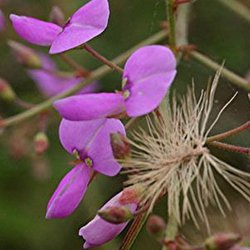 Gardening Ideas, Tips and Advice - Dave's Garden Articles