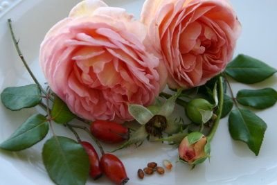 The History, Lore and Traditions of Roses - Dave's Garden