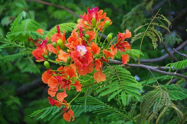 Flamboyant Tree: The Flamenco Dancers of the Tree World - Dave's Garden