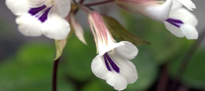 The Flower Formerly Known as Chirita - Dave's Garden