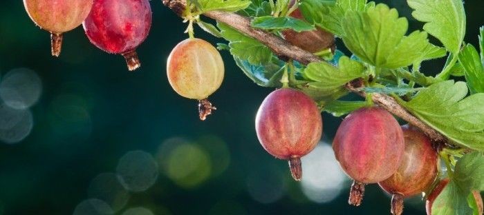 Historical Berries of Oregon - Dave's Garden