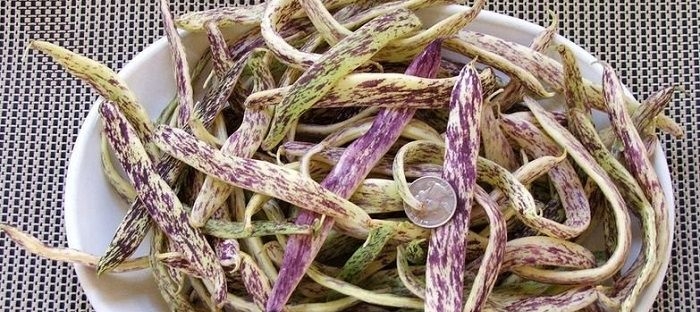 Dragon Tongue Beans: So Much More than a Pretty Face! - Dave's Garden