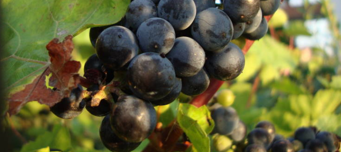 Using Nets on Grapevines - Dave's Garden