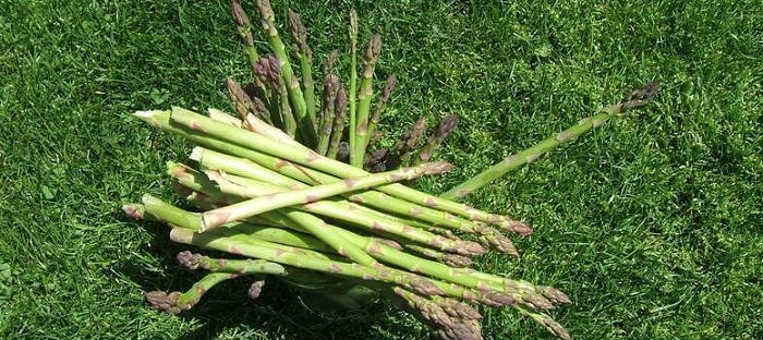 May is National Asparagus Month - Dave's Garden