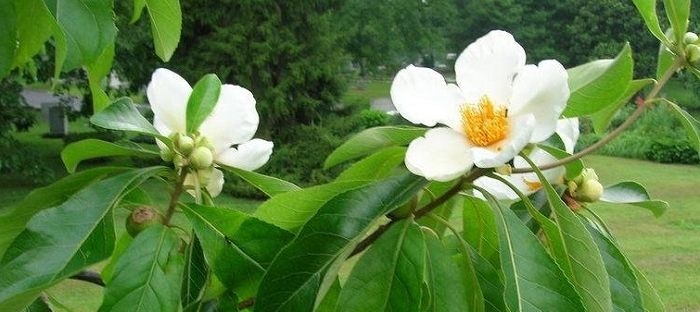 Franklinia: The Curious Case of the Missing Camellia - Dave's Garden