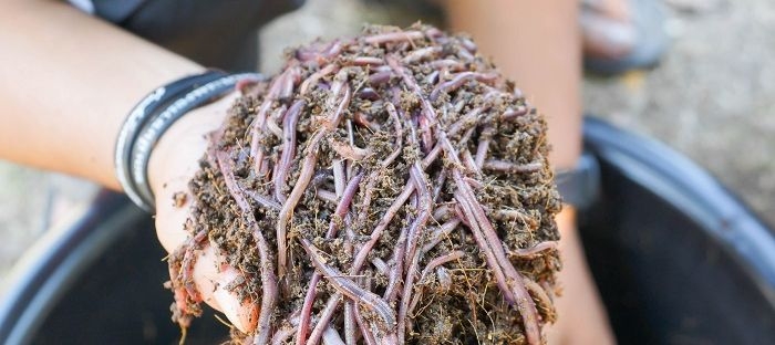 Worms Ate my Garbage - Dave's Garden