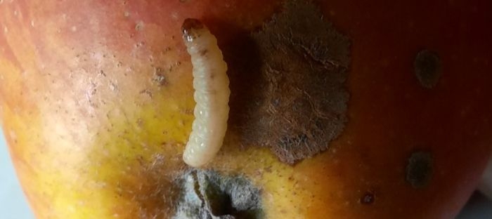 I think everybody hates worms, especially those you find in an apple.