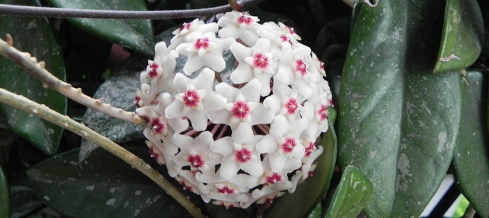 Our Hoya, A Generation of Patience. - Dave's Garden