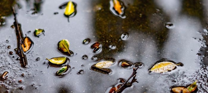 5 Solutions for Keeping Your Garden Puddle-Free - Dave's Garden