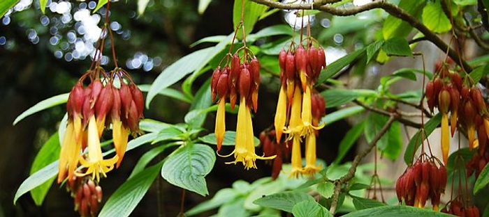 Saving the Golden Fuchsia - Dave's Garden