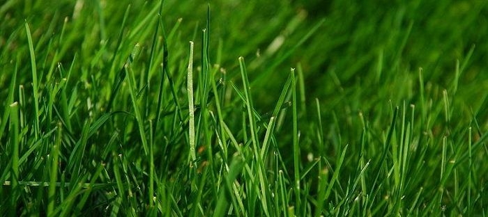Lawn care this fall, lush grass next spring - Dave's Garden