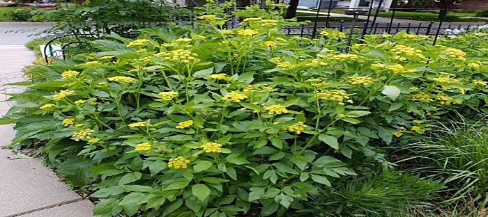 Golden Alexanders: Great Golden Color In The Garden - Dave's Garden
