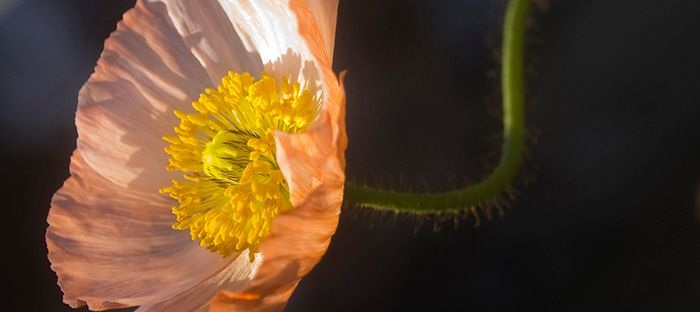 Warming Up to the Iceland Poppy - Dave's Garden