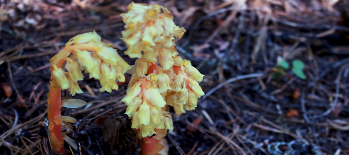 Mycotrophs and the Misunderstood Heath Family of Plants - Dave's Garden