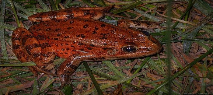 Fabulous Frogs Of North America - Dave's Garden