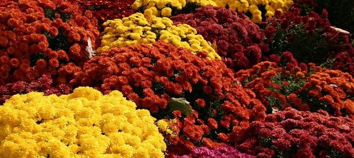 colorful mums
