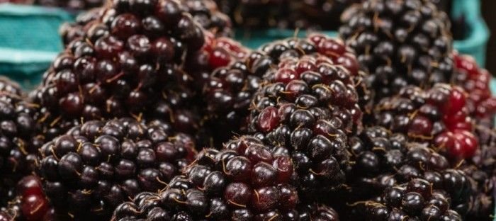 Historical Berries of Oregon - Dave's Garden