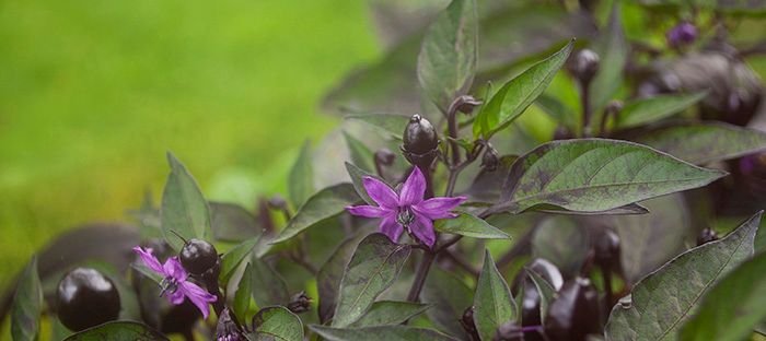 Ornamental Peppers to Pep Up Next Summer's Containers - Dave's Garden