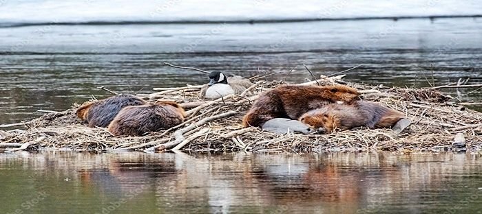 How Beavers Protect Our Rivers - Dave's Garden