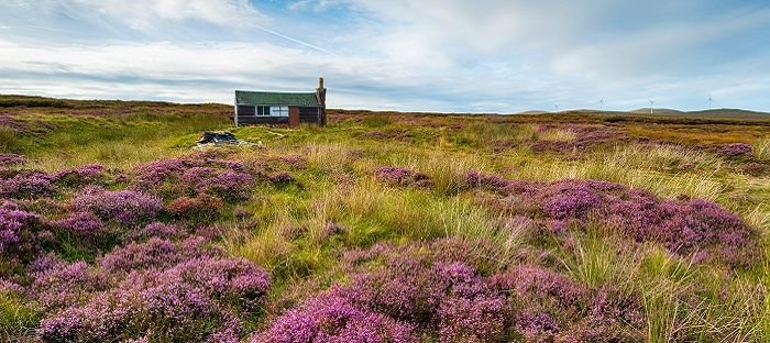 heather moors in Scotland