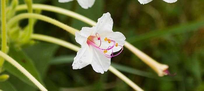 Time for Four O'clocks - Dave's Garden