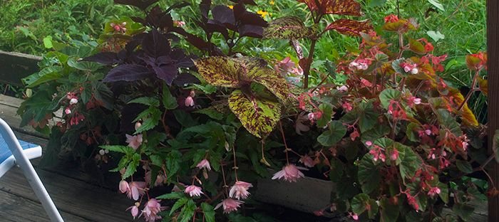 plastic porch window box with begonias and coleus