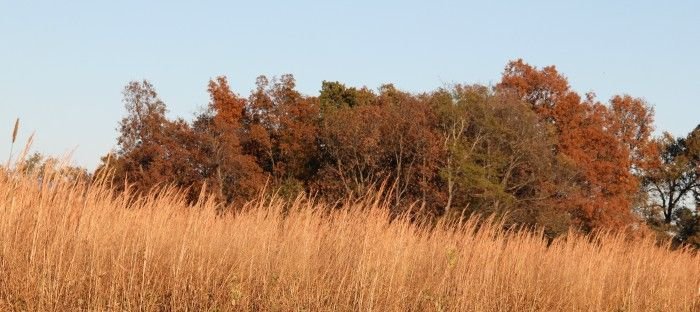 North American Native Grasses: Broomsedge, Andropogon virginicus - Dave ...