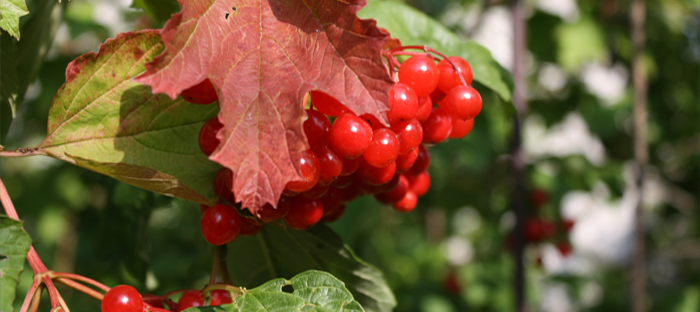 Go Beyond the Wreath with Creative Holiday Decor - Dave's Garden