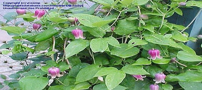 Our Endangered Native Plants - Dave's Garden