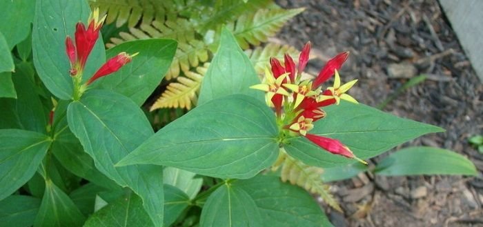 Indian Pink: A Wildflower for Your Garden - Dave's Garden